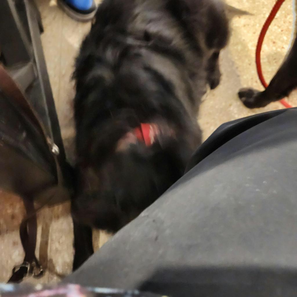 Heavy Duty Dog Collar - Silver Edition 1.5" | Tactipup