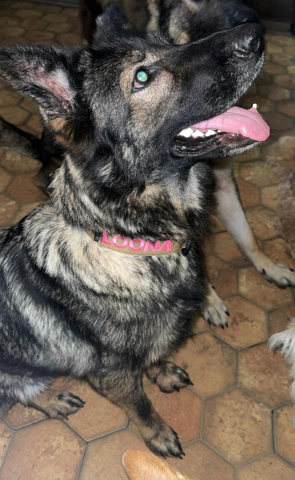 1.5" Personalized Extreme Fi Collar Band (Series 3) | Tactipup