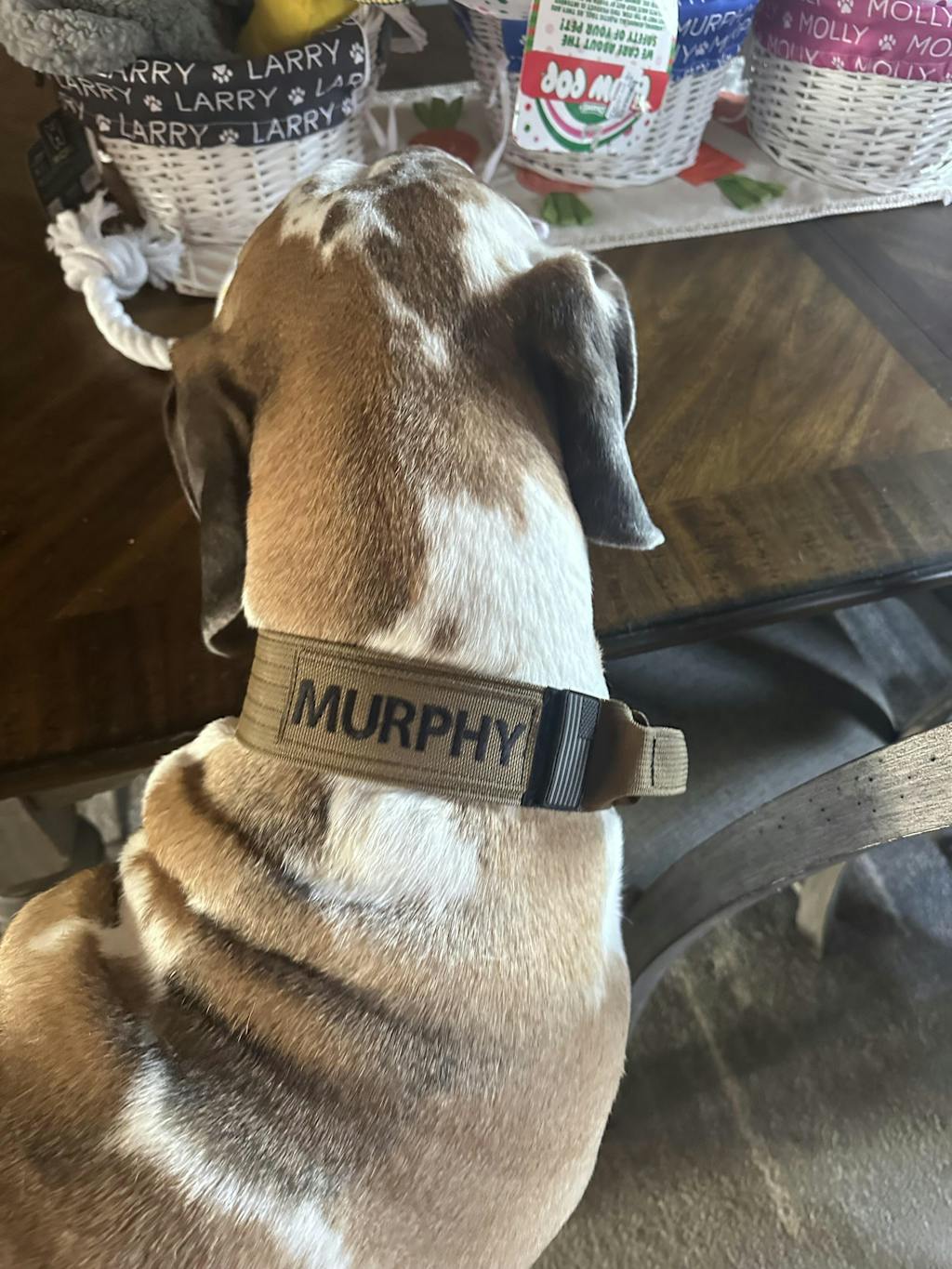 Customized Military Tactical 2" Dog Collar with Handle | Tactipup