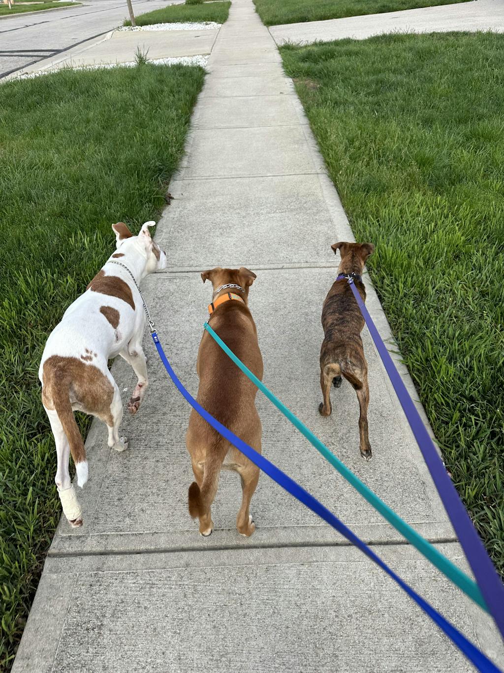 Heavy Duty Biothane Leash for Dogs | Tactipup