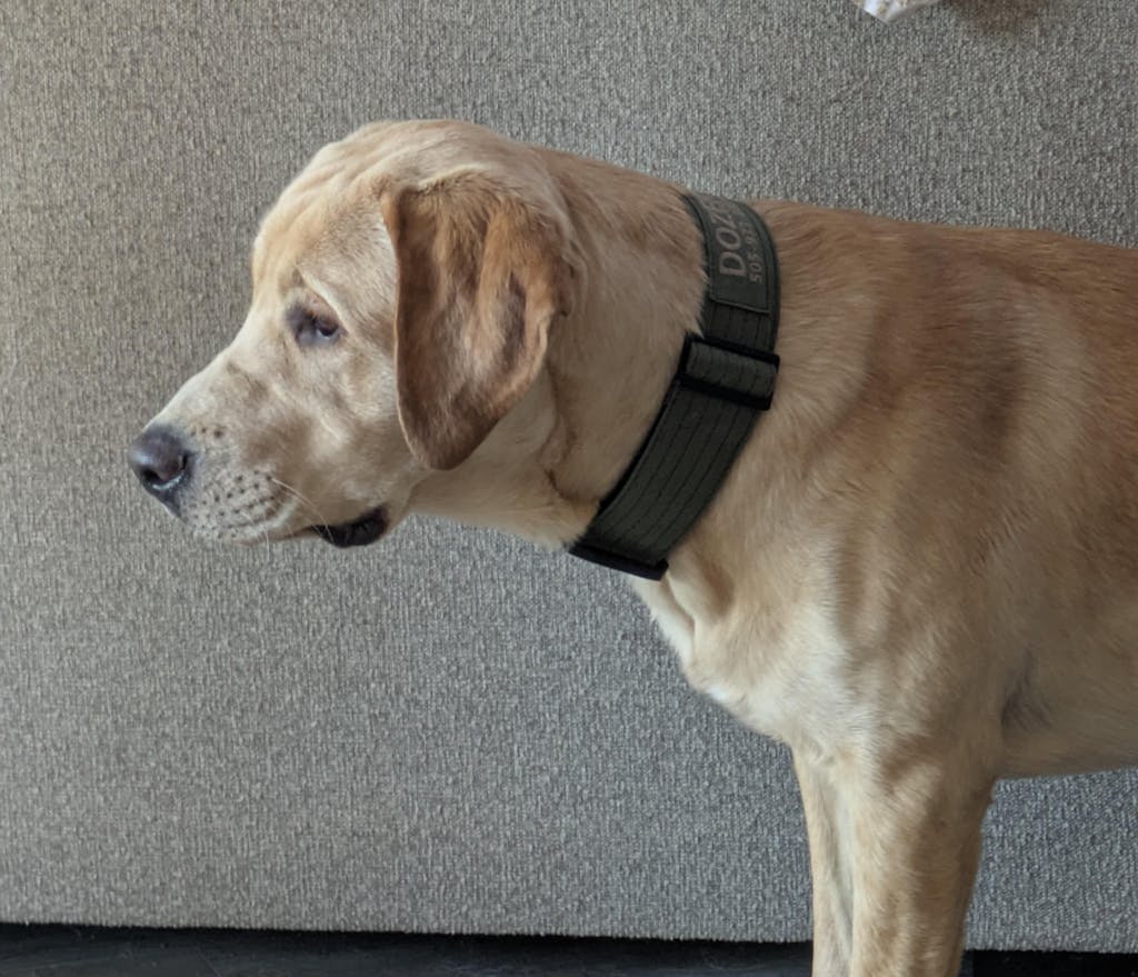 Customized Military Tactical 2" Dog Collar with Handle | Tactipup