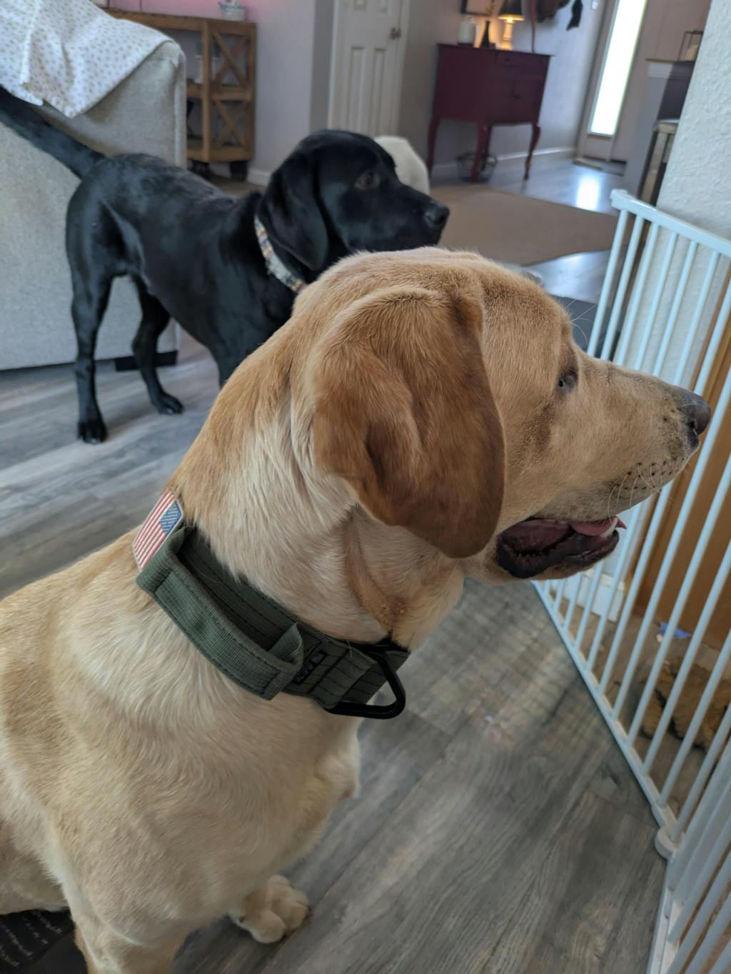 Customized Military Tactical 2" Dog Collar with Handle | Tactipup