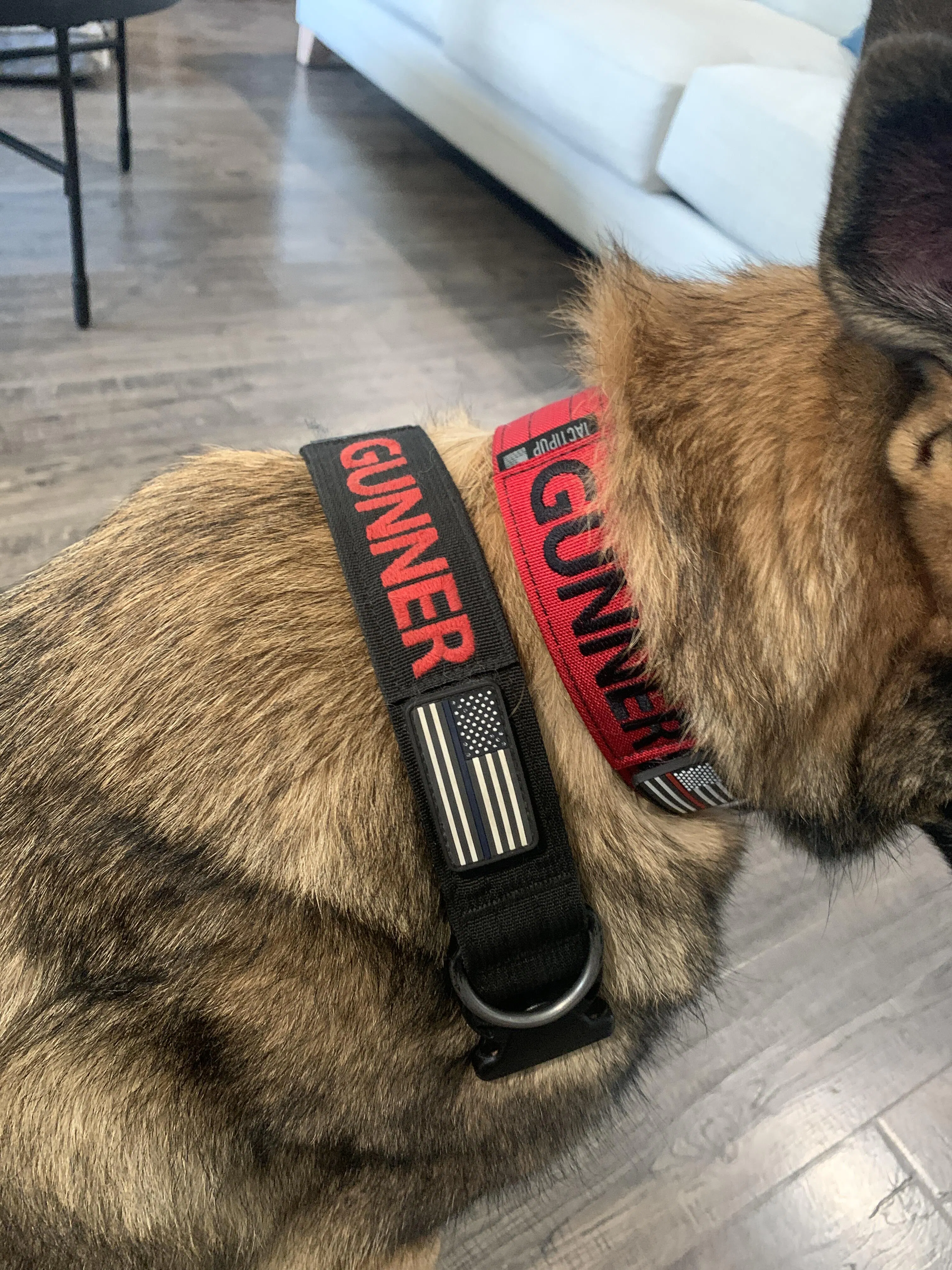 Custom 1.5" Basic Tactical Dog Collars | Tactipup Dog Gear