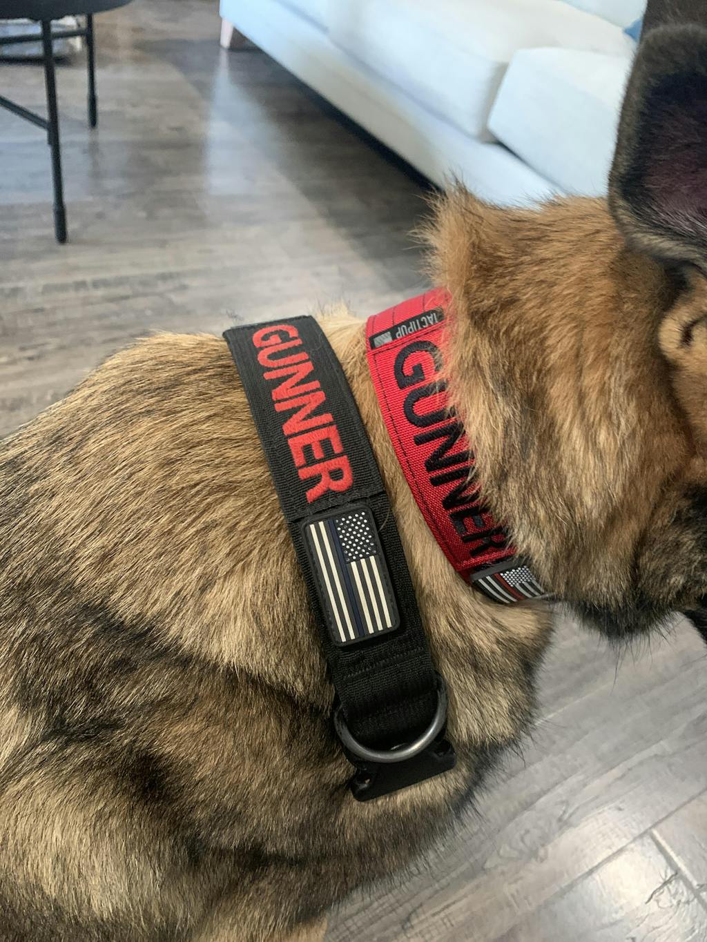 Custom 1.5" Basic Tactical Dog Collars | Tactipup Dog Gear