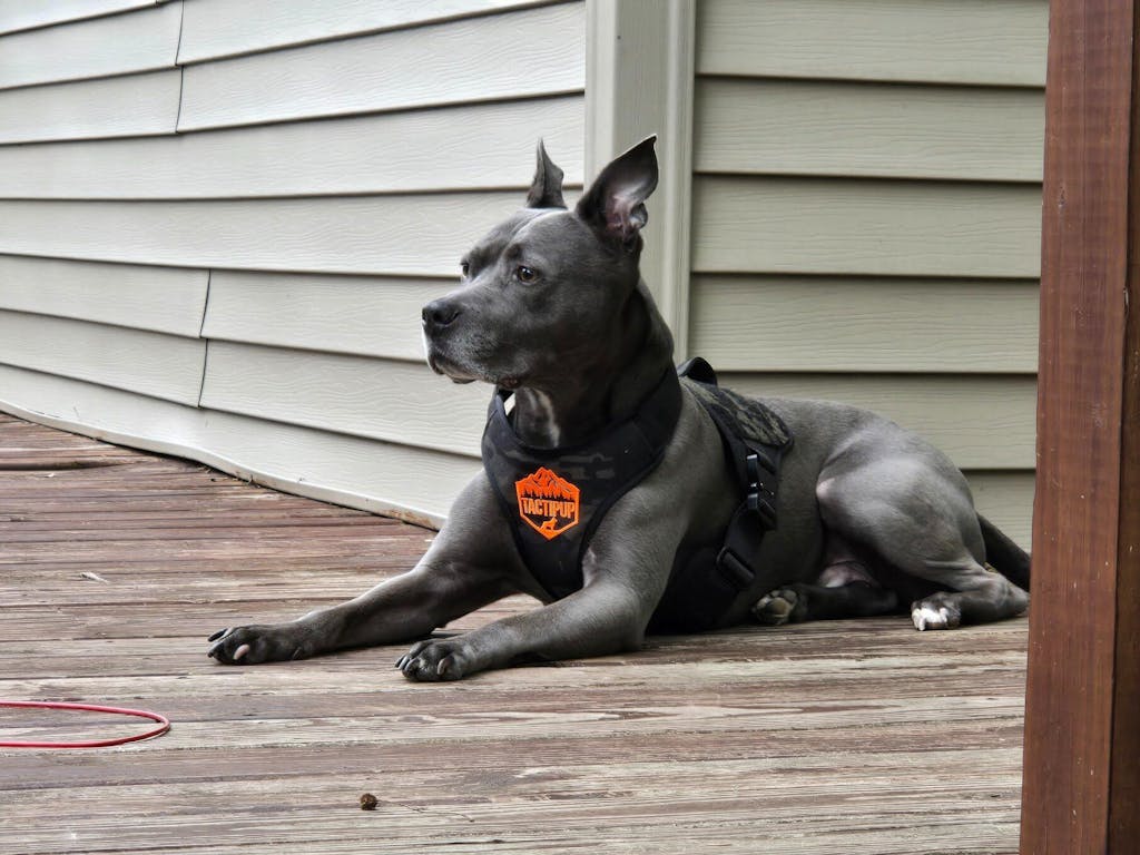 Extreme Tactical Dog Harness with Metal Buckles | Tactipup