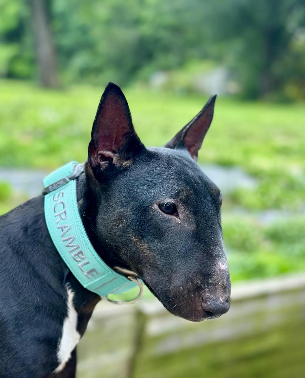 Heavy Duty Dog Collar - Silver Edition 1.5" | Tactipup