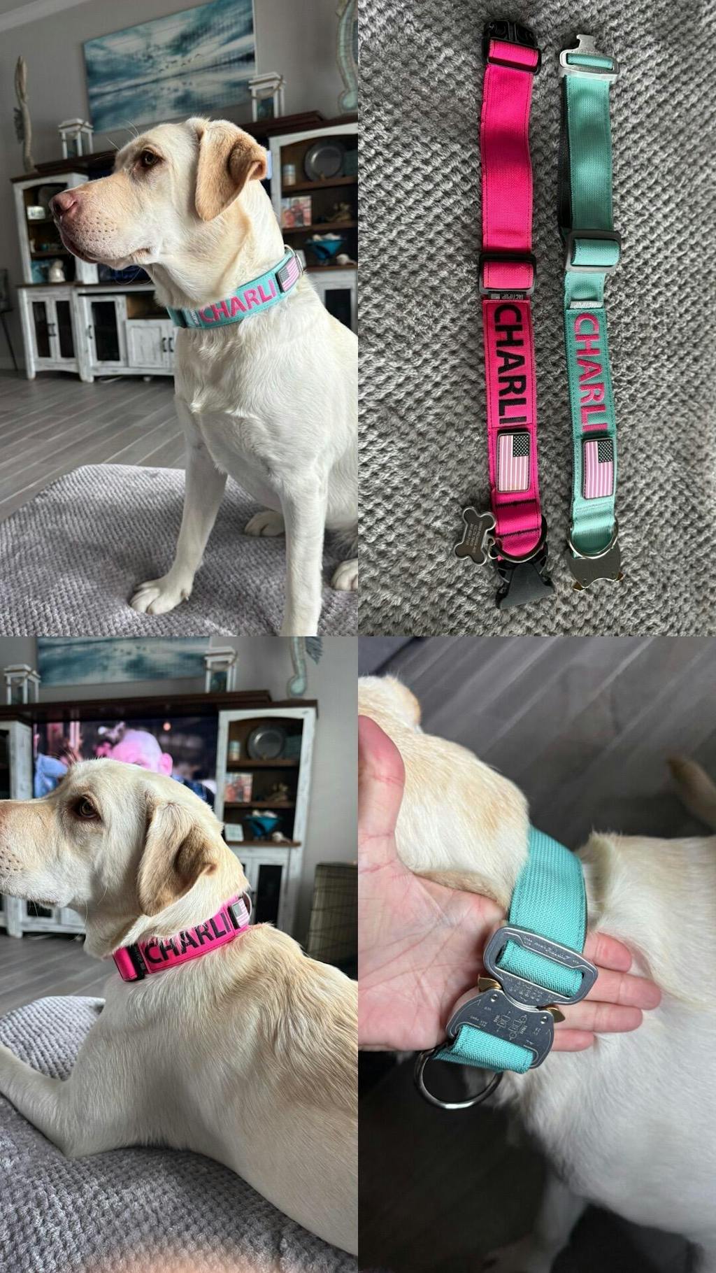 Heavy Duty Dog Collar - Silver Edition 1.5" | Tactipup