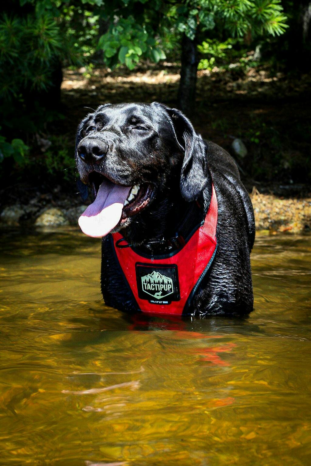 Recon Harness with Metal Buckles | Tactipup