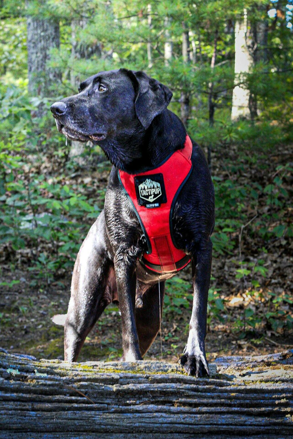 Recon Harness with Metal Buckles | Tactipup