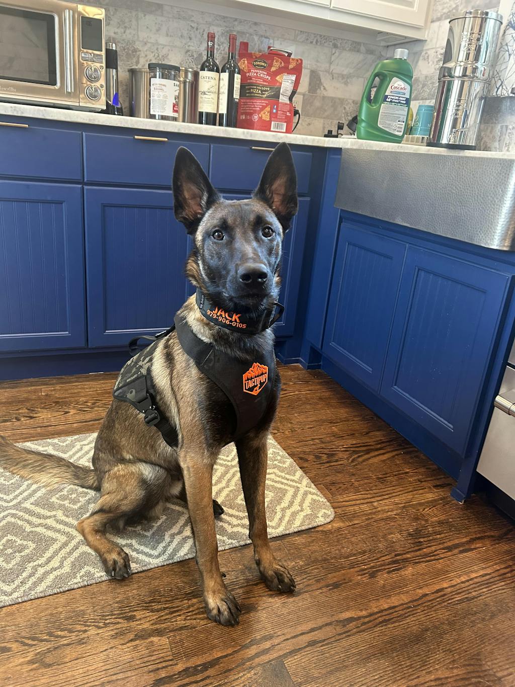 Extreme Tactical Dog Harness with Metal Buckles | Tactipup