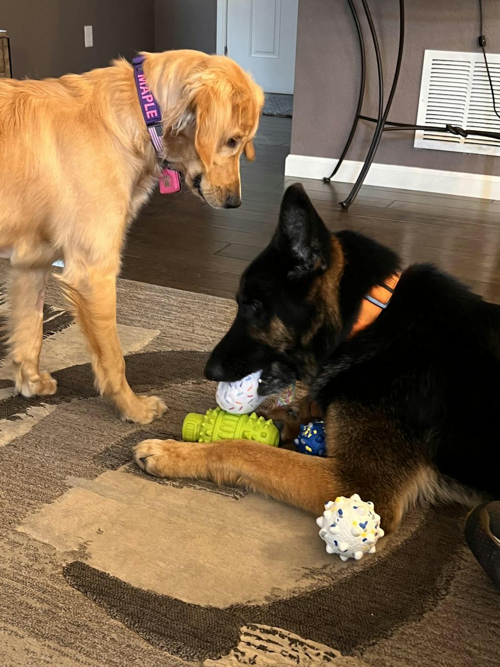 Custom Tactical Dog Collars | Tactipup Durable Dog Collars