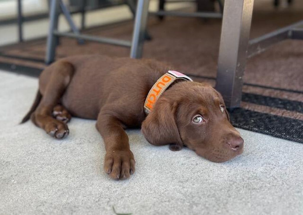 Custom Tactical Dog Collars | Tactipup Durable Dog Collars