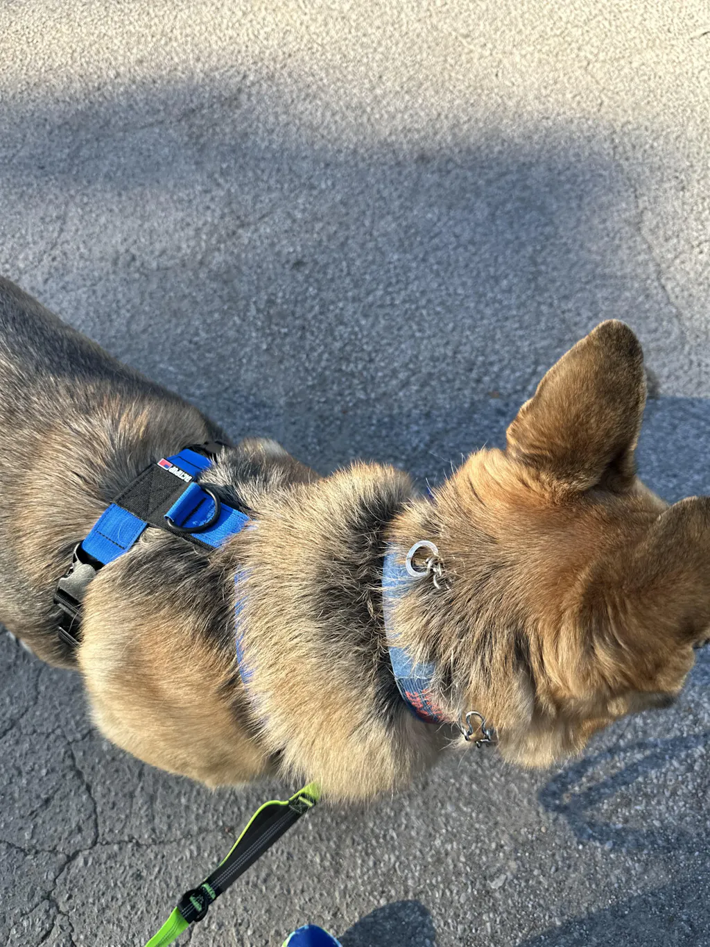 Recon Harness with Metal Buckles | Tactipup