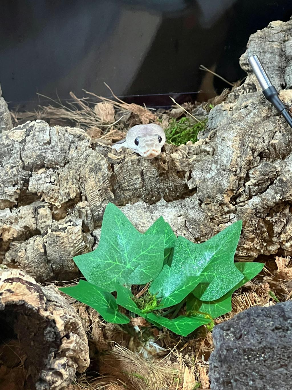 Slow Feeder Bowls: A Game-Changer for Your Dog's Mealtime – Talis Us