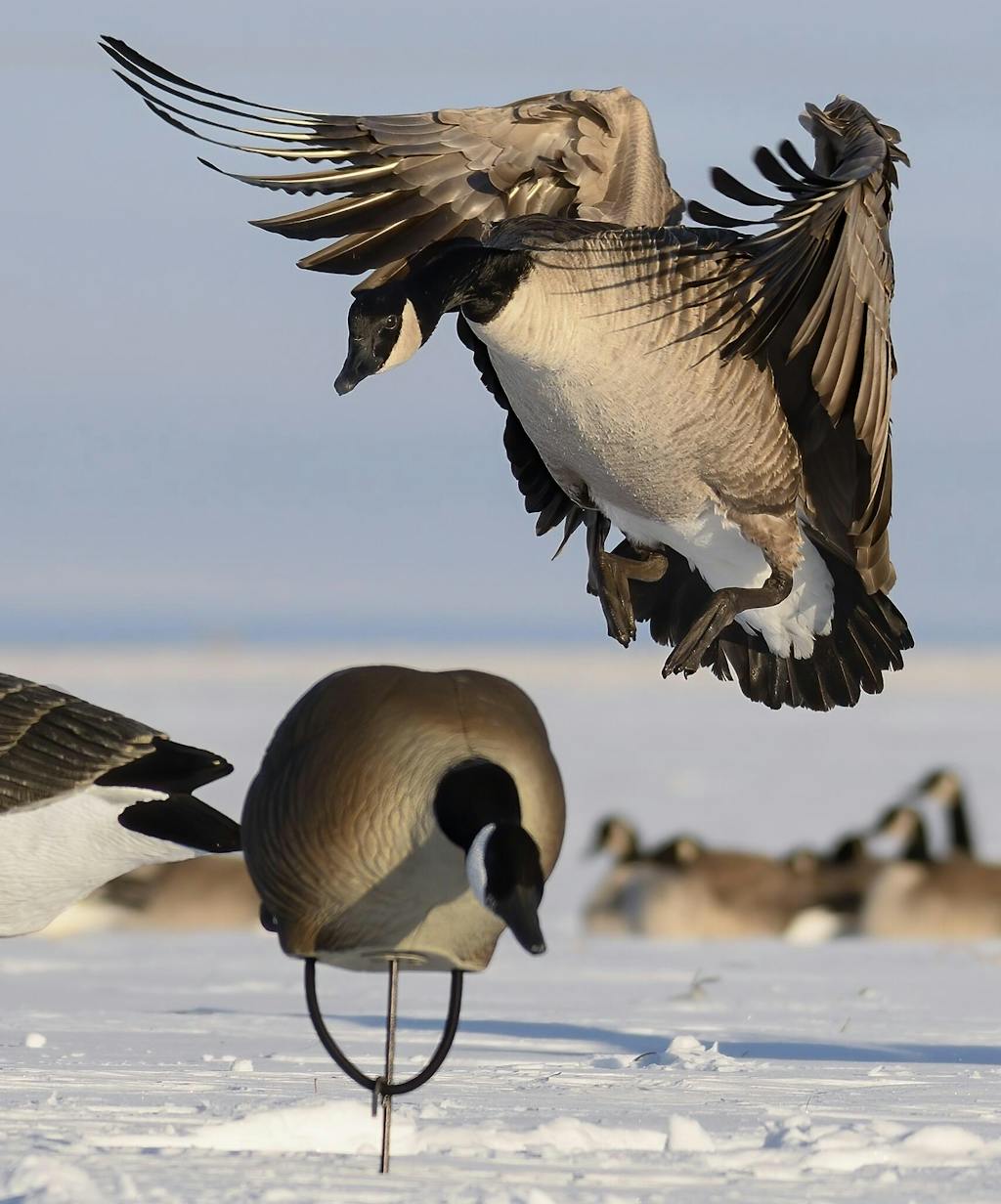 Pro Series Full Body Canada Goose Combo Pack – Tanglefree Shop