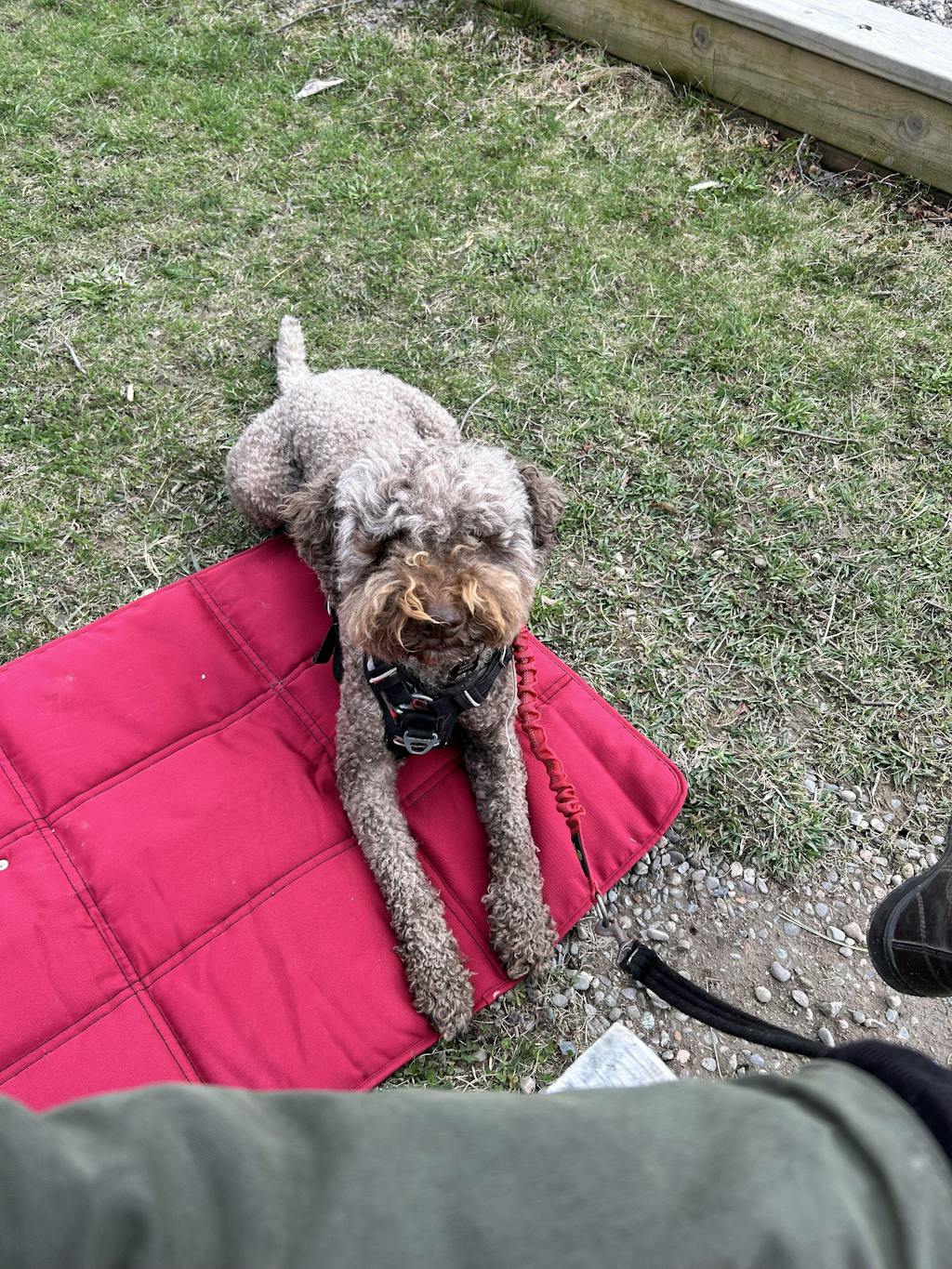 Essentials Settle Mat - Settle Mats for Dogs - Stylish Mats for ...