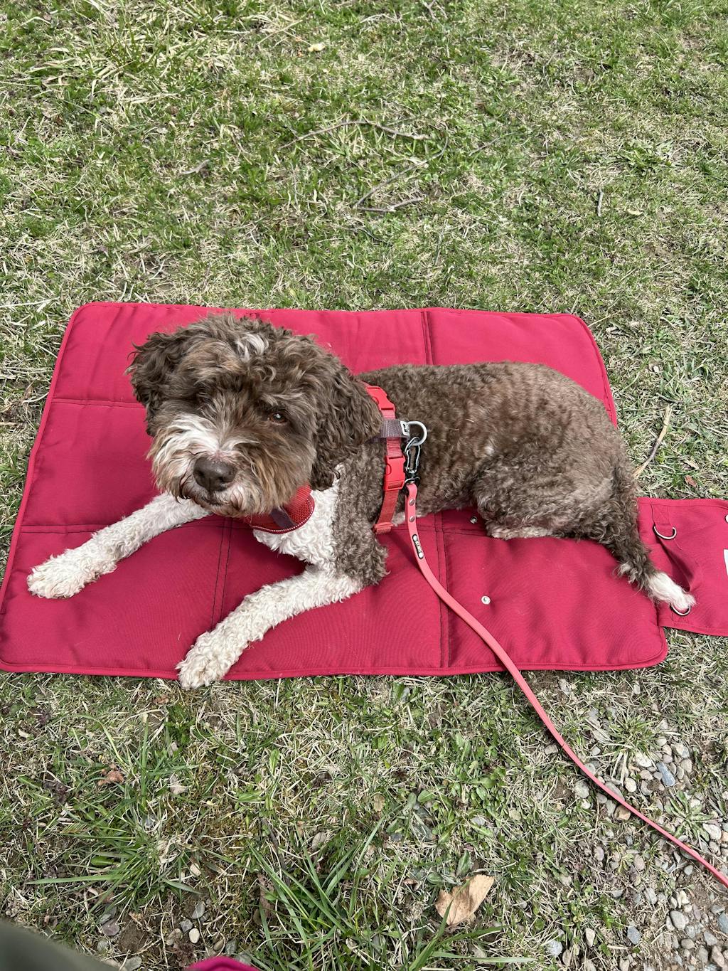 Essentials Settle Mat - Settle Mats for Dogs - Stylish Mats for ...