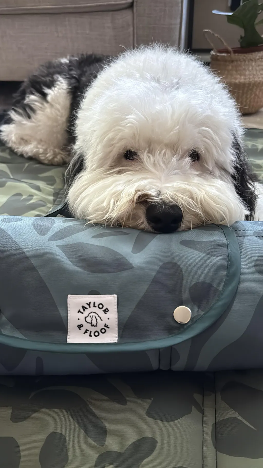 Leaf Me Alone Dog Settle Mat – Stylish Training & Travel Mat | Taylor ...