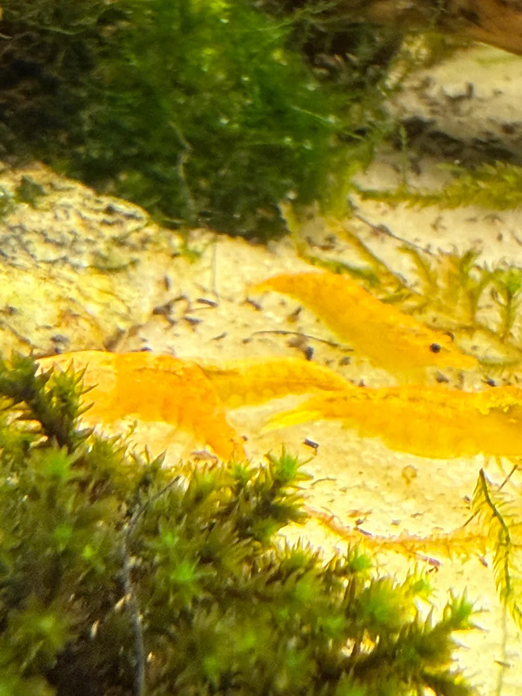 Buy Vibrant Yellow Gold Dust Neocaridina Shrimp | Teacher's Pet