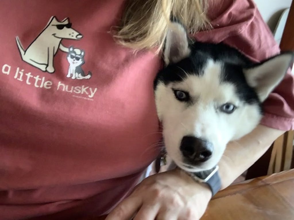 A Little Husky - Classic Tee – Teddy the Dog