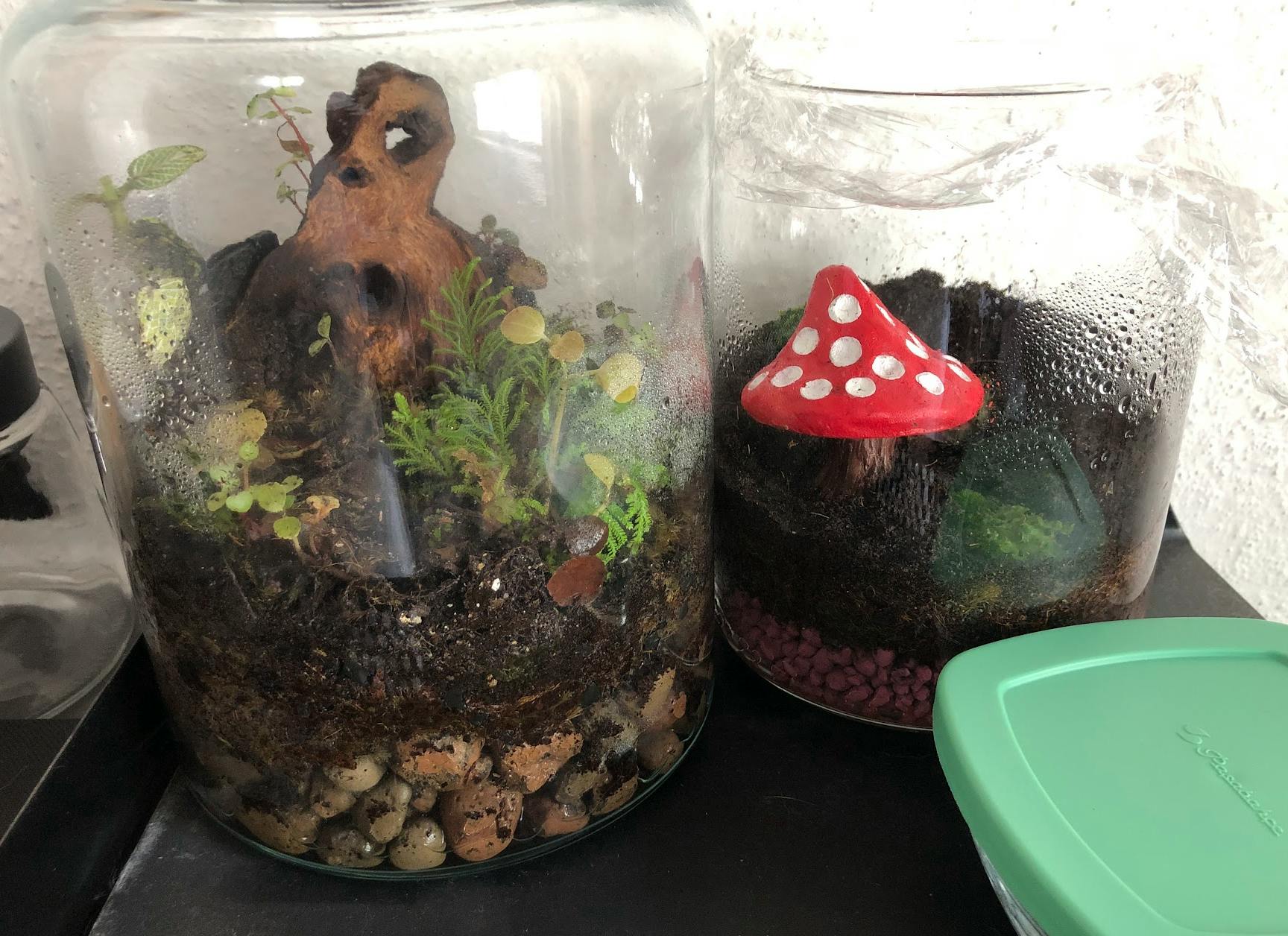 How To Make a Terrarium - A Complete Beginners Guide – Terrarium Designs