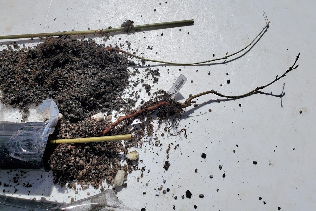 English Oak Trees Inoculated W/ Bianchetto Truffles Truffle Plant ...