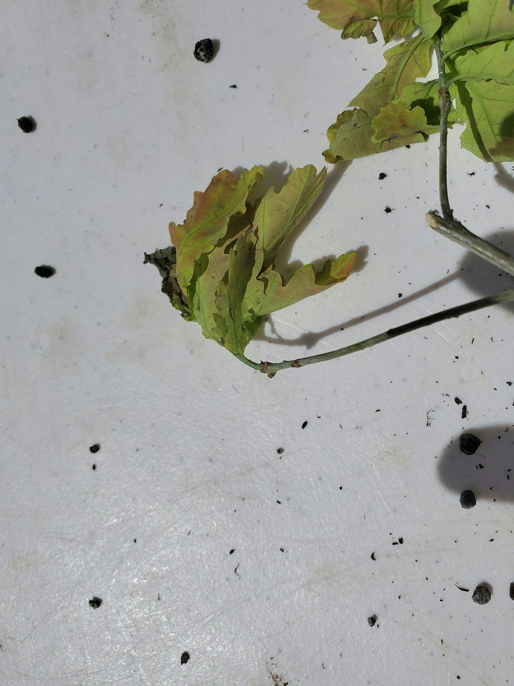 English Oak Trees Inoculated W/ Bianchetto Truffles Truffle Plant ...