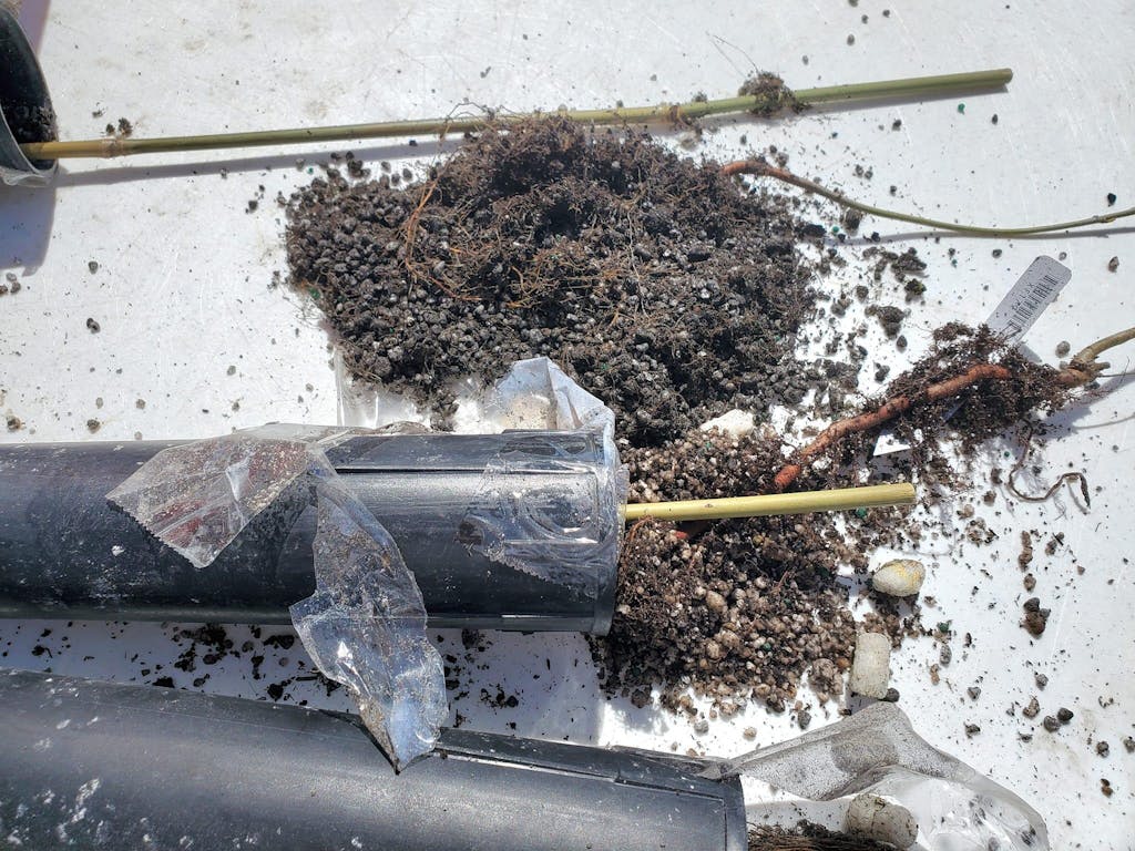 English Oak Trees Inoculated W/ Bianchetto Truffles Truffle Plant ...