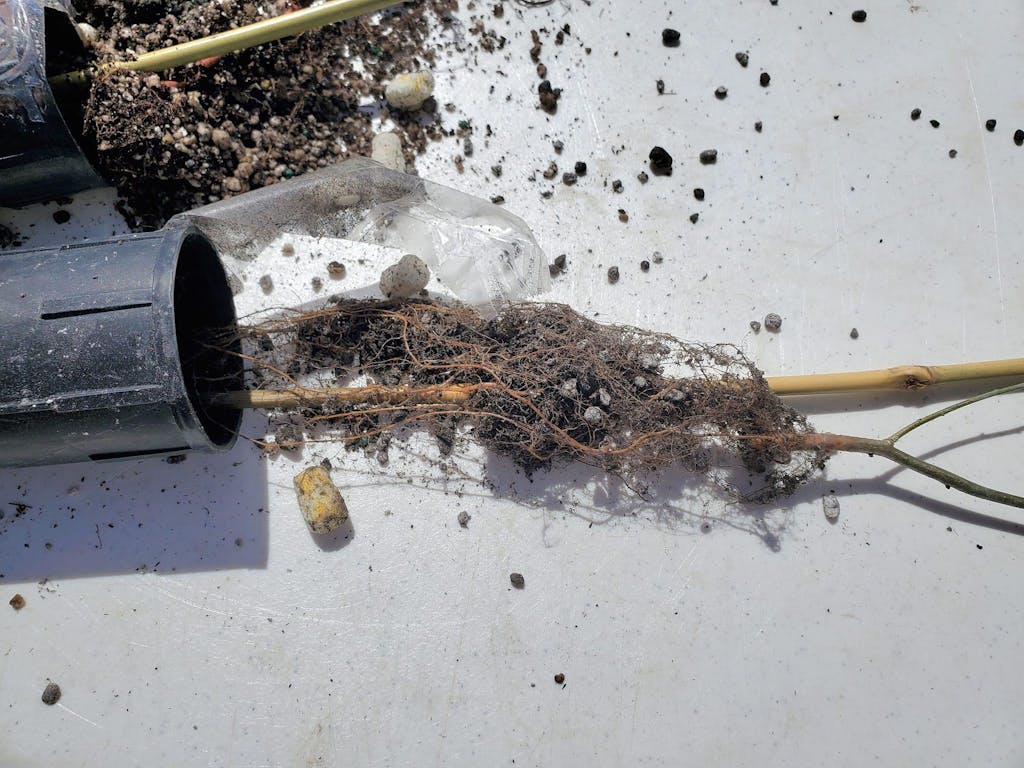 English Oak Trees Inoculated W/ Bianchetto Truffles Truffle Plant ...