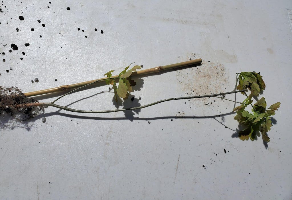 English Oak Trees Inoculated W/ Bianchetto Truffles Truffle Plant ...