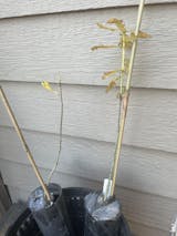 English Oak Trees Inoculated W/ Bianchetto Truffles Truffle Plant ...