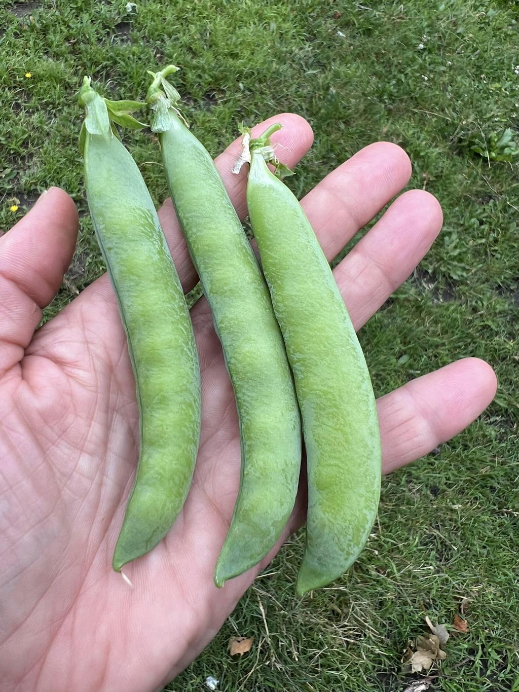 Canoe Pea Seed | Territorial Seed