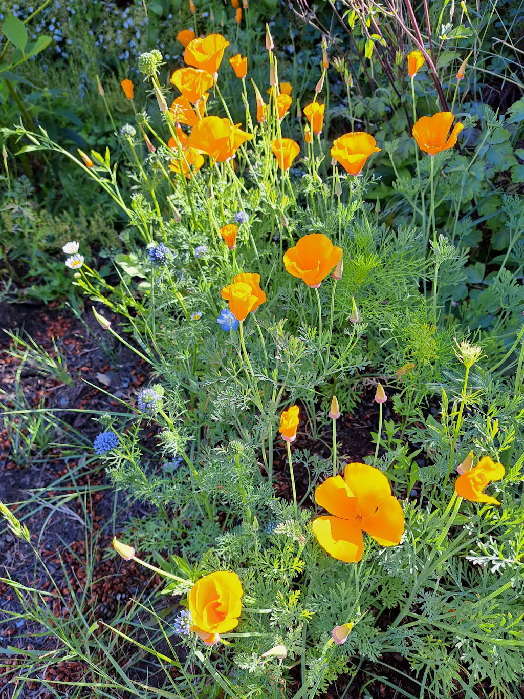 Beneficial Bug Seed Mat Mix Seed Mat | SEED MAT / 18 in x 10 ft ...