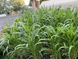 Supersweet Jubilee Corn Seed | Territorial Seed