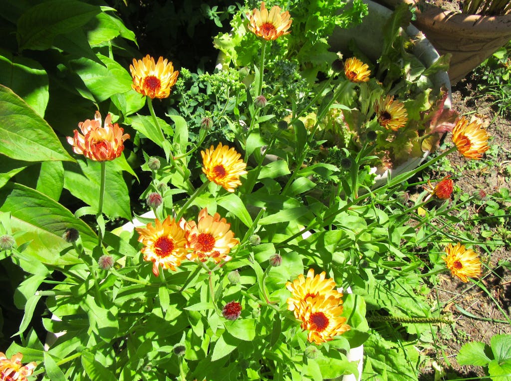 Strawberry Blonde Calendula Seed | Territorial Seed