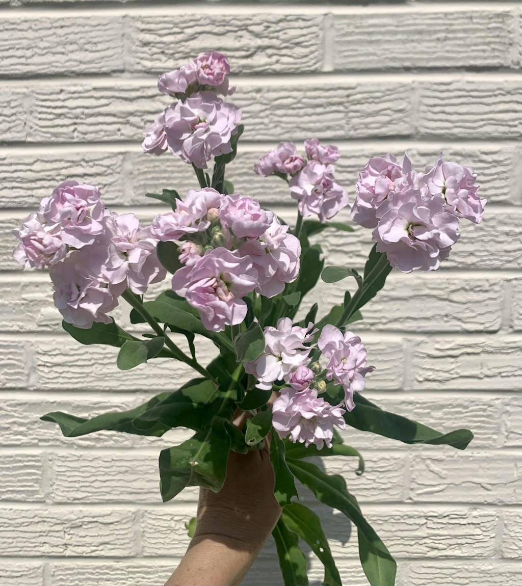 Quartet Cherry Blossom Matthiola Incana | Territorial Seed
