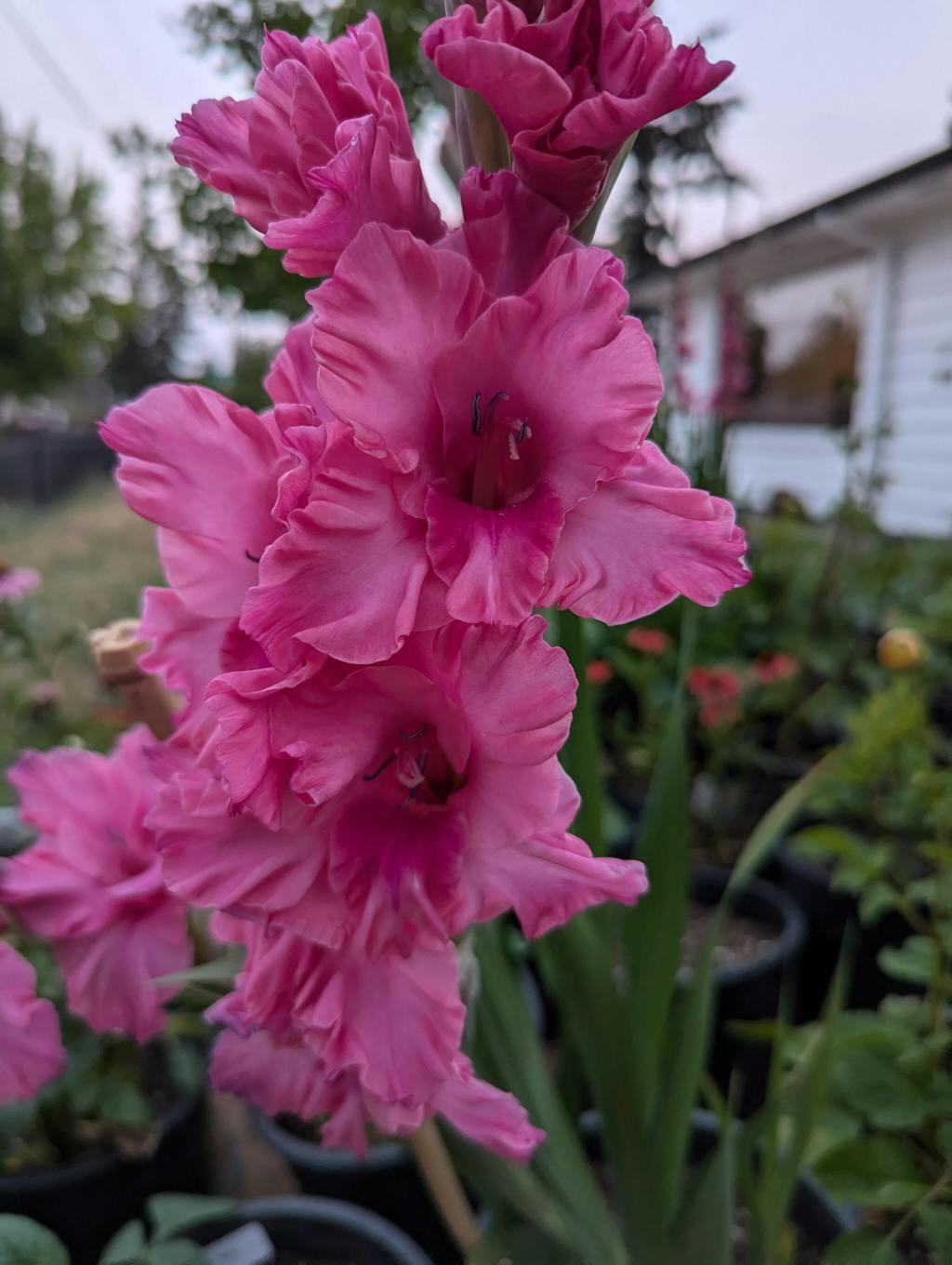 RUSTY CHESTNUT | Territorial Seed