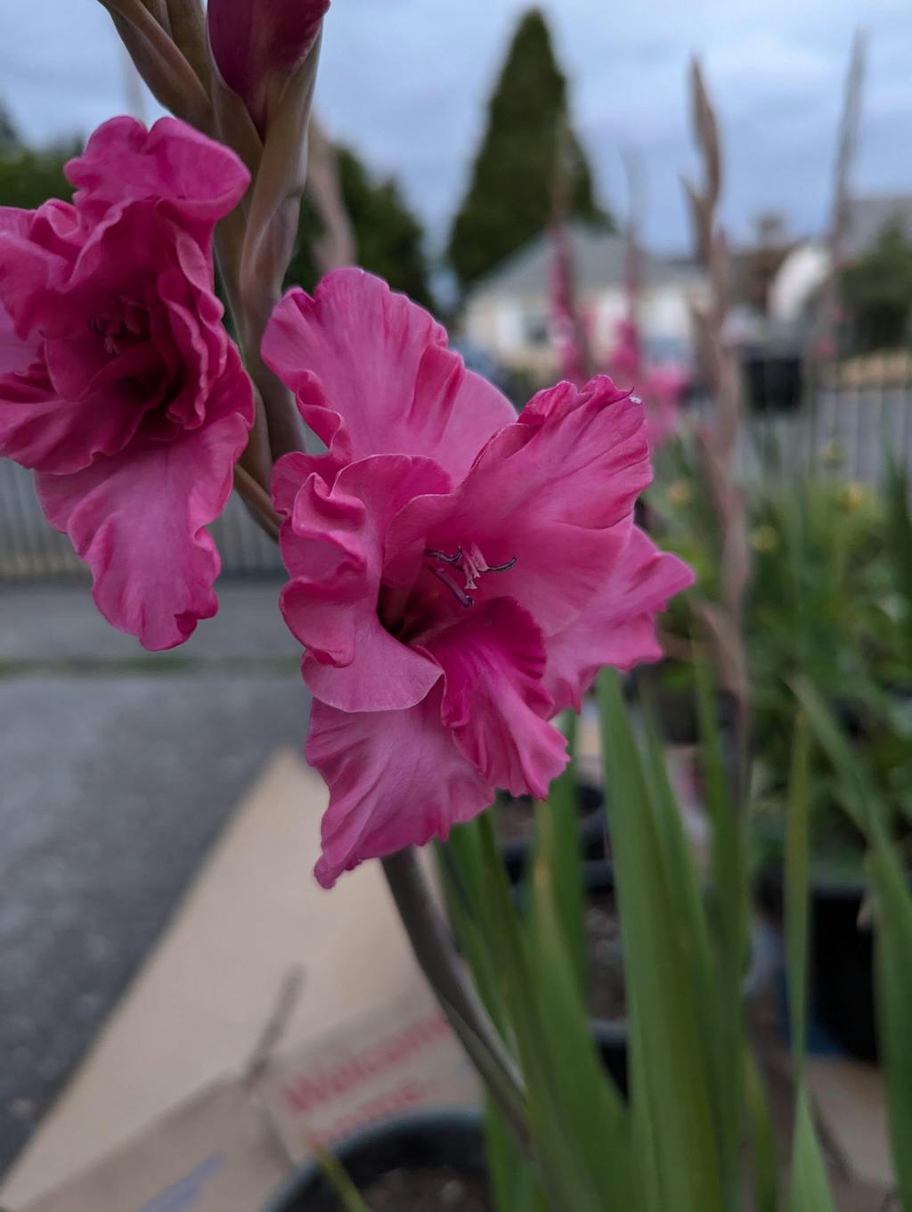 RUSTY CHESTNUT | Territorial Seed