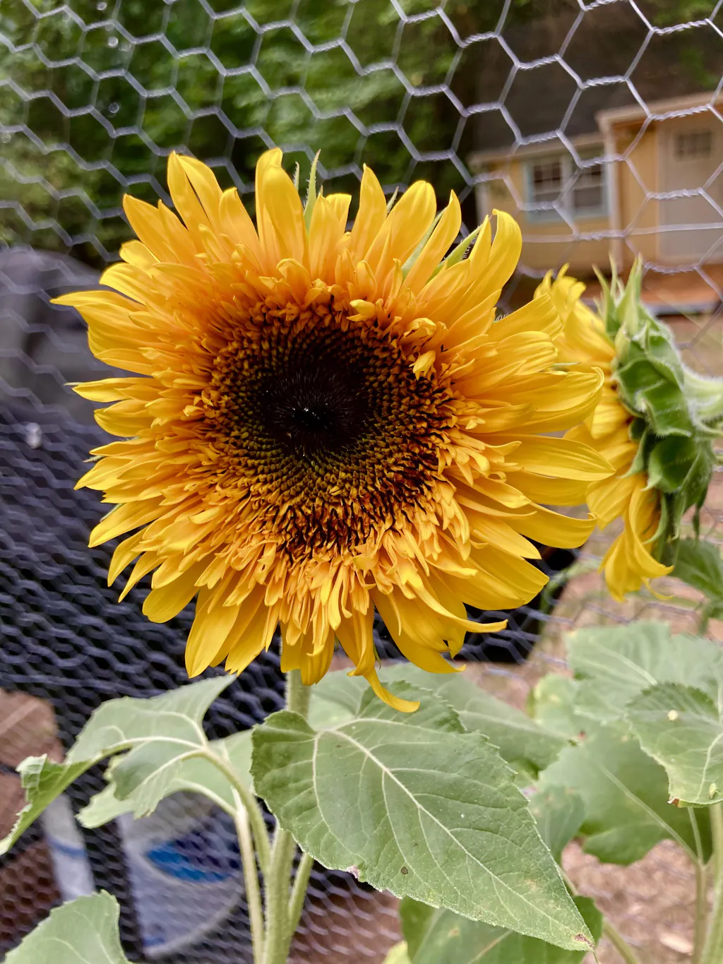 Starburst Panache Sunflower Seed | SEED / 1 gram | Territorial Seed