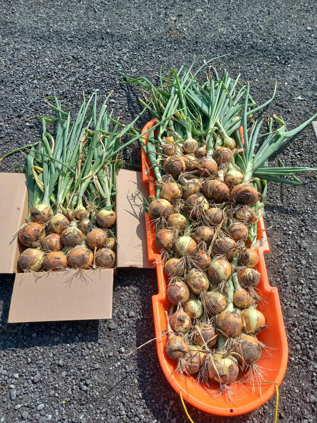 Talon Onion Seed | Territorial Seed