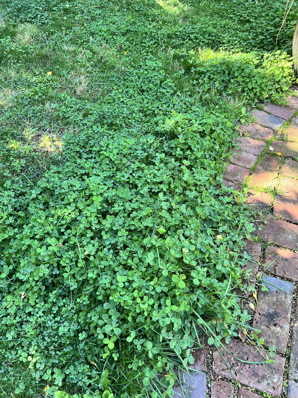 Microclover® Lawn Mix for Low-Maintenance Lawns | Territorial Seed