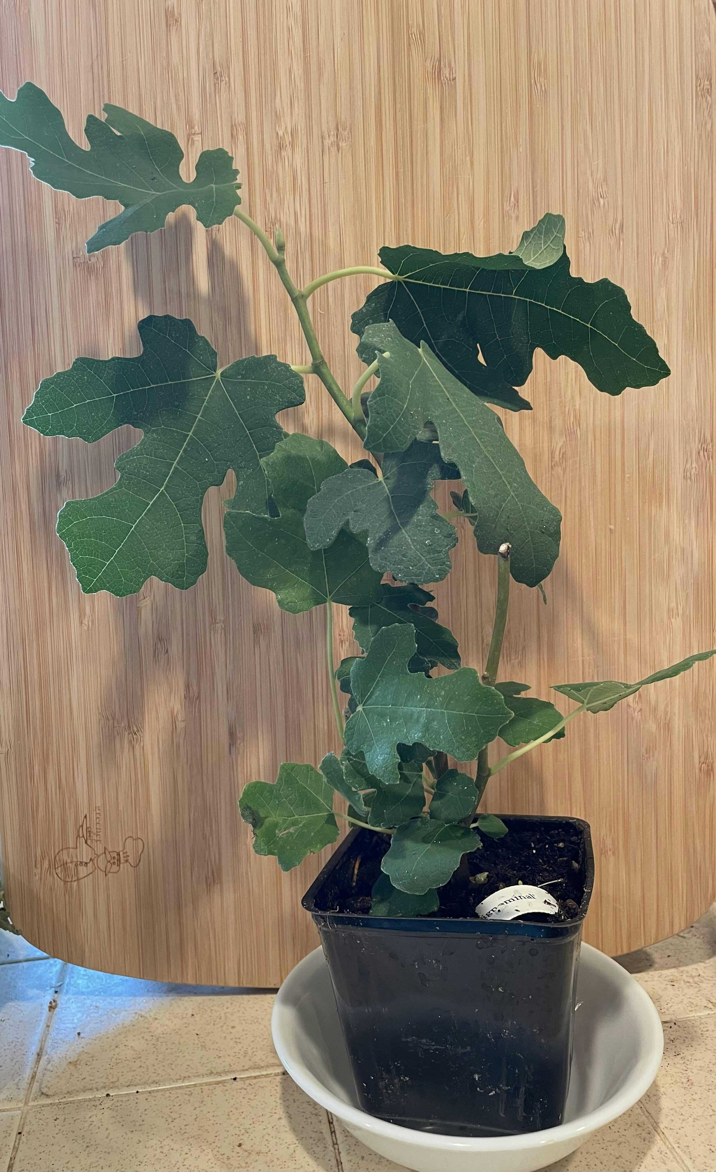 Fignomenal Dwarf Fig Tree for Patio Gardening | Territorial Seed