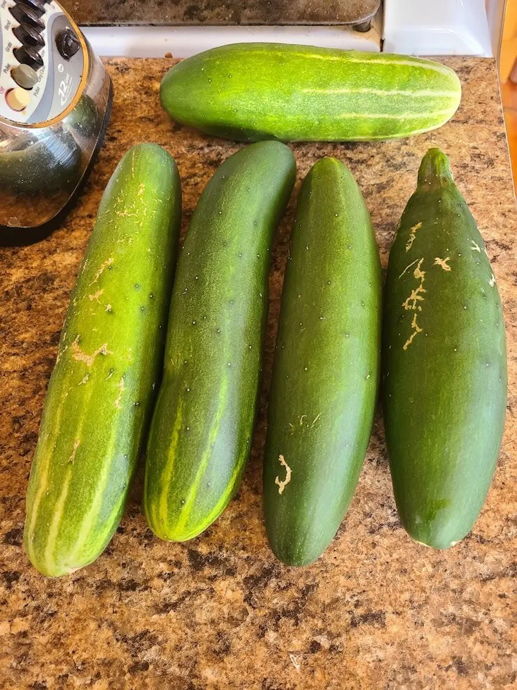 Green 18 Organic Cucumber | ORGANIC SEED / 10 seeds | Territorial Seed