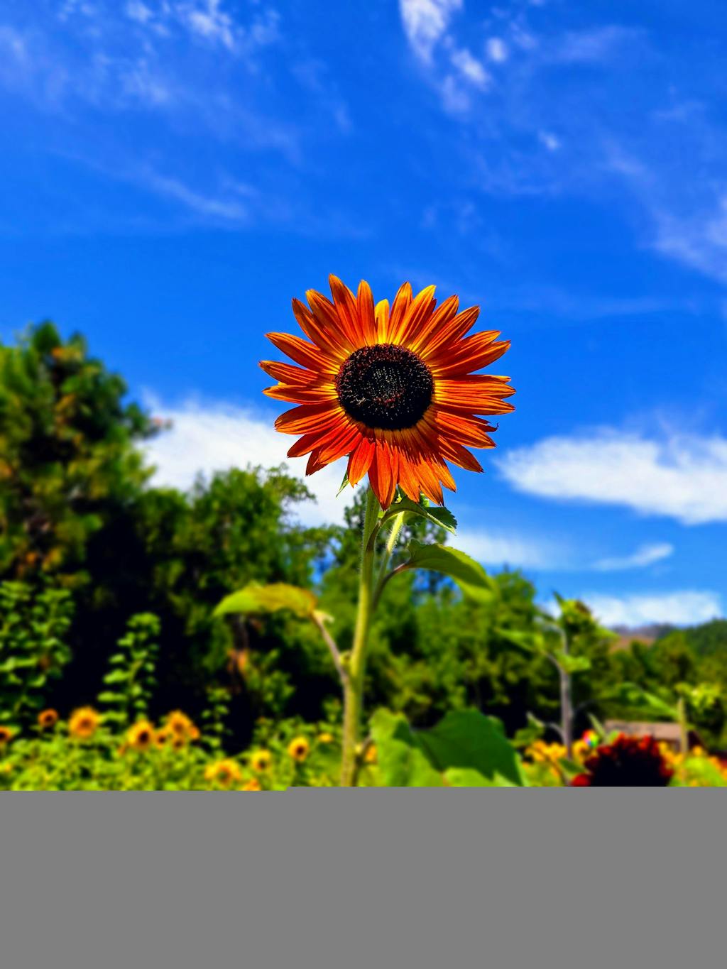 Red Sun Sunflower Seed | Territorial Seed