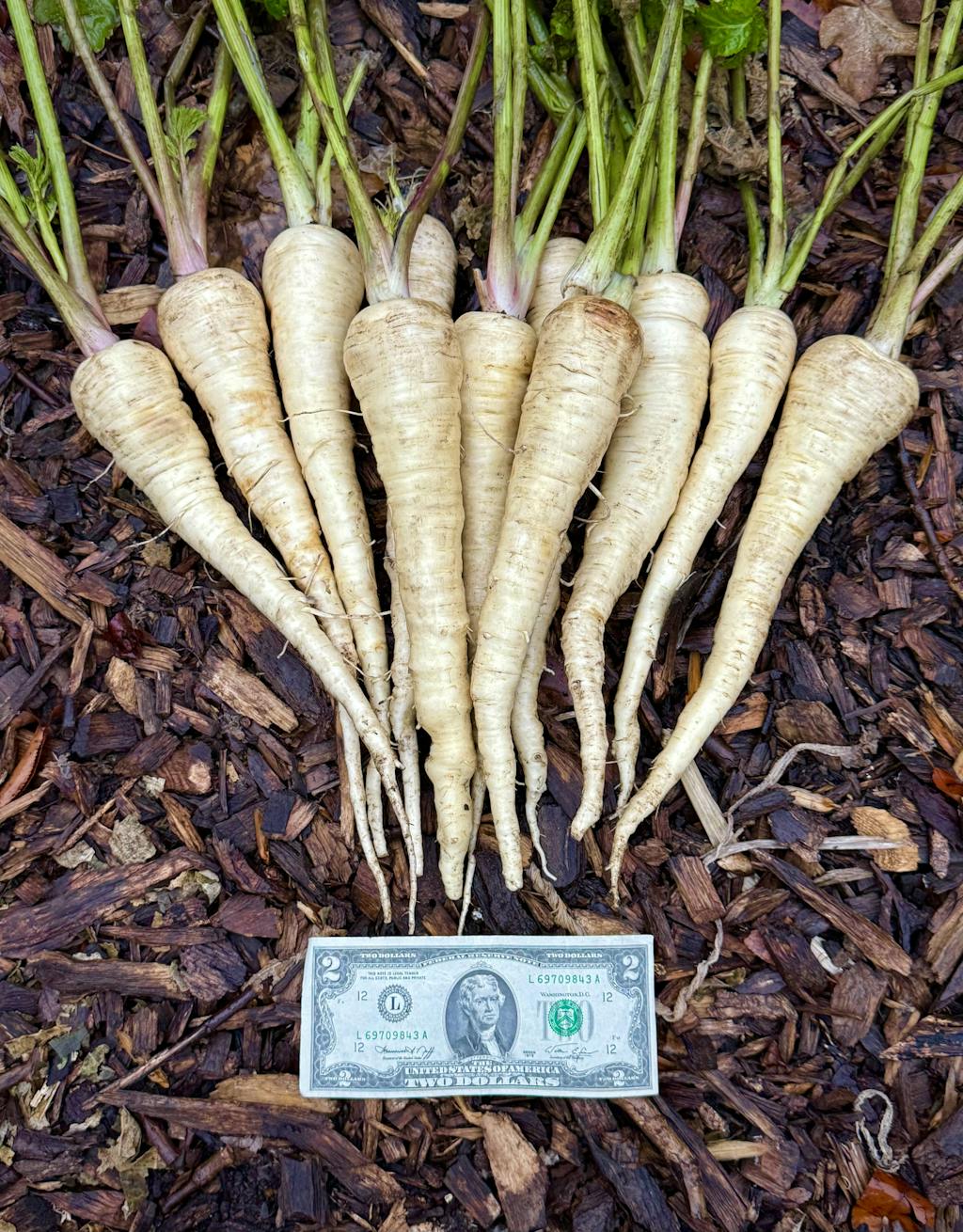 Warrior Parsnip Seed - Territorial Seed Company | Territorial Seed