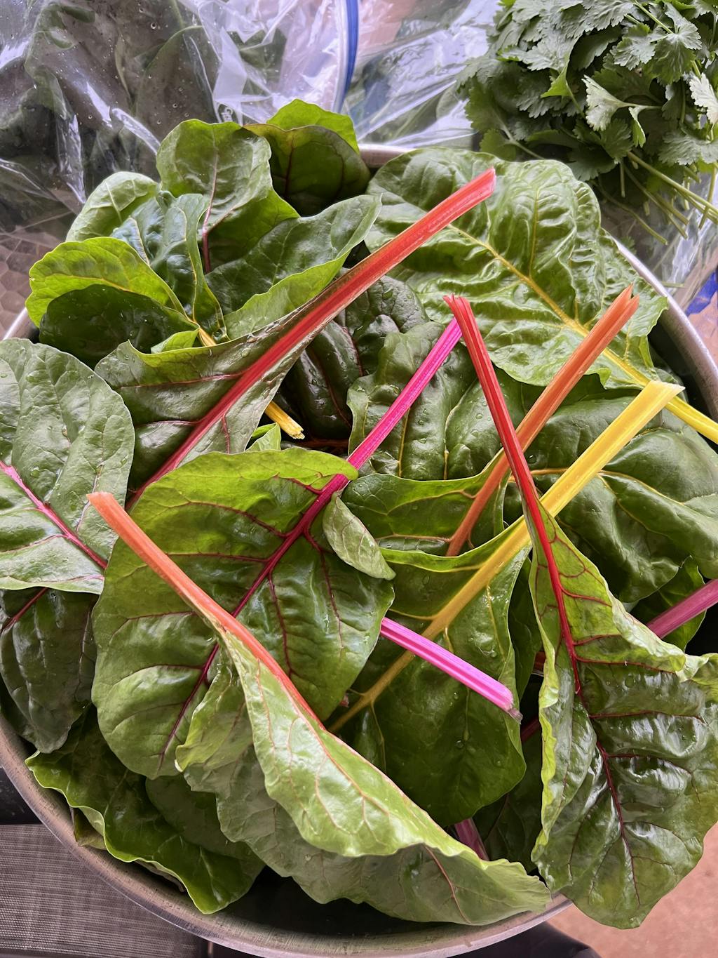 Five Color Silverbeet Swiss Seed | Territorial Seed