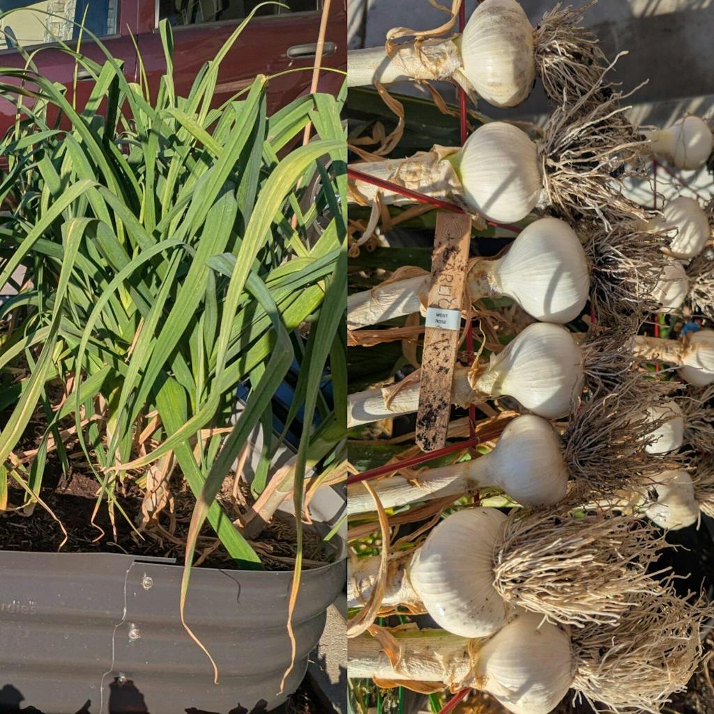 Western Rose Garlic | Territorial Seed