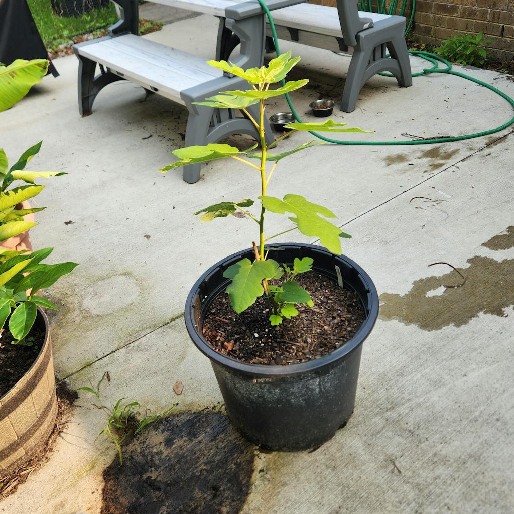 Fignomenal Dwarf Fig Tree for Patio Gardening | Territorial Seed