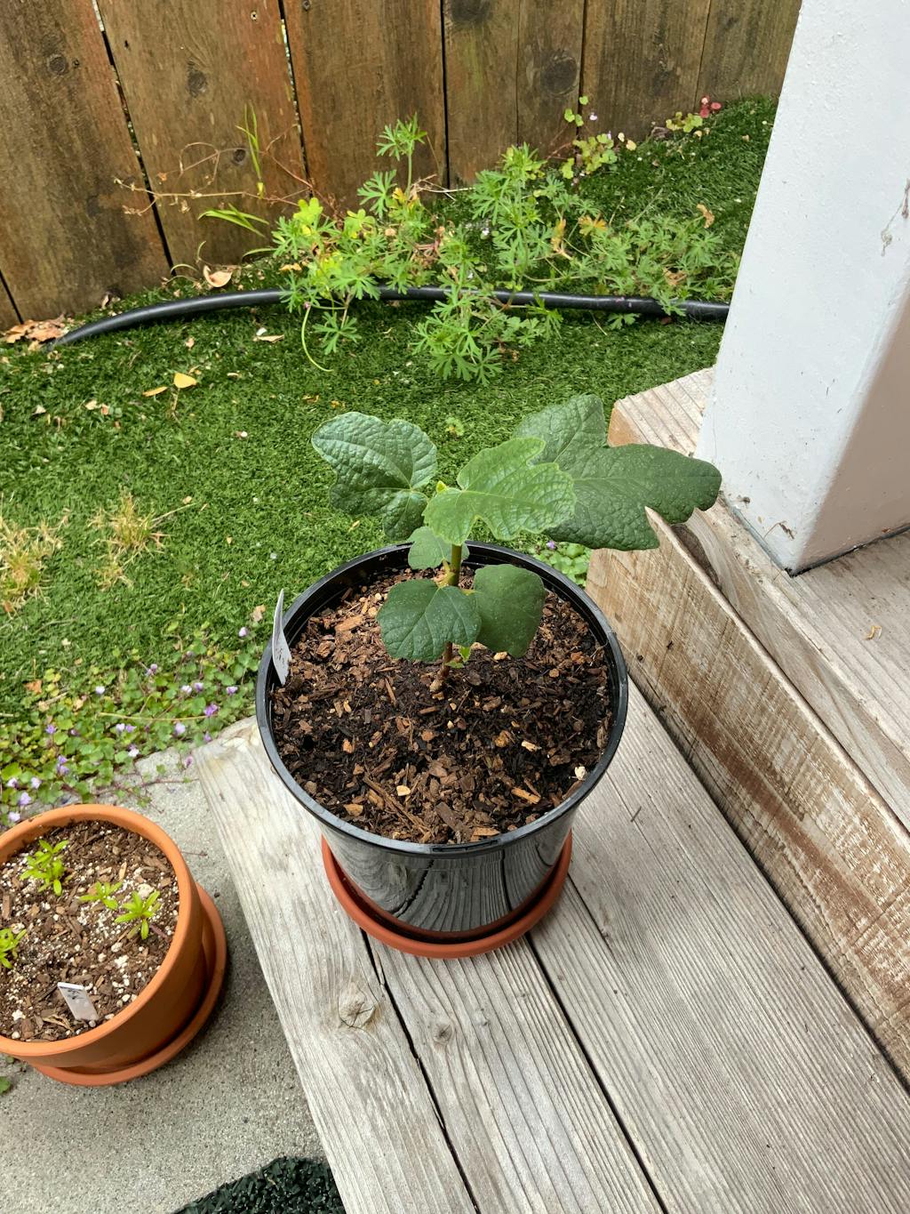 Fignomenal Dwarf Fig Tree for Patio Gardening | Territorial Seed