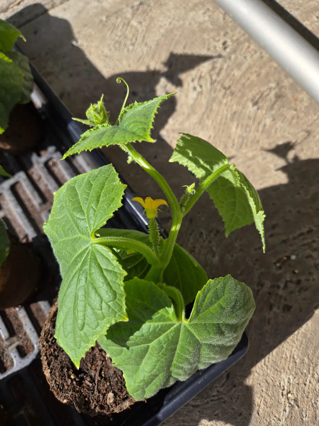 Raider Cucumber Seed | SEED / 150 seeds | Territorial Seed